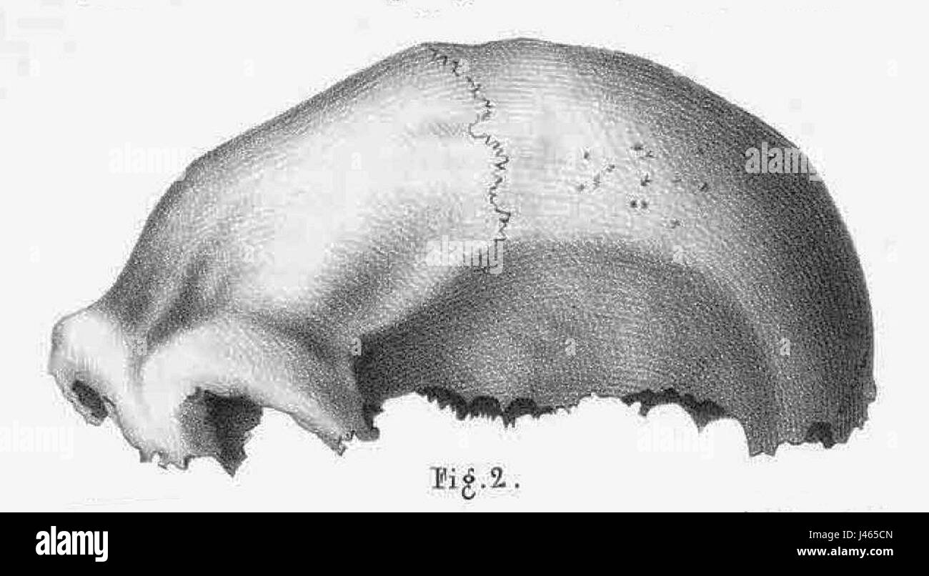 Calvarium High Resolution Stock Photography and Images - Alamy