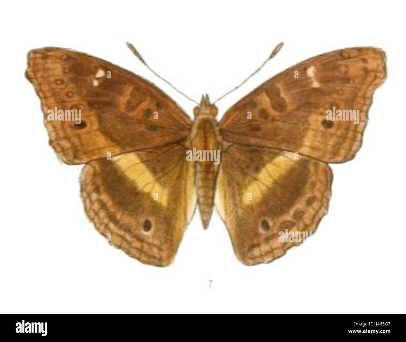 Narsenga Parvata, known as a peak in India, is depicted in this image ...
