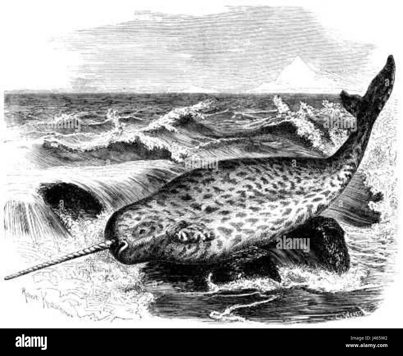 Narwal hi-res stock photography and images - Alamy