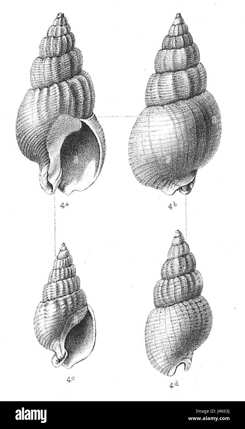 Nassarius reticosus is a species of marine gastropod mollusk, known for ...