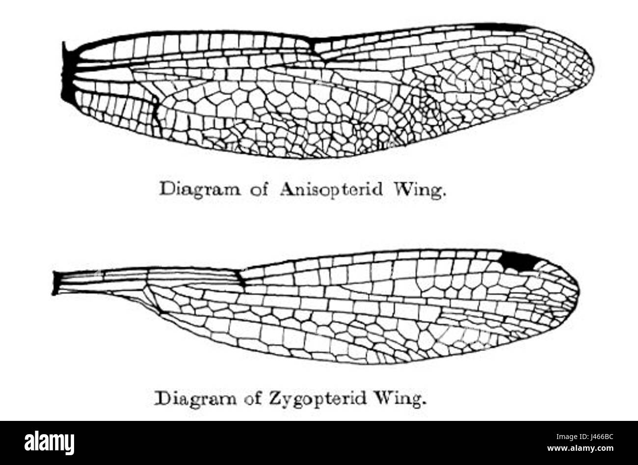 Odonata wings refer to the delicate wings of dragonflies and ...