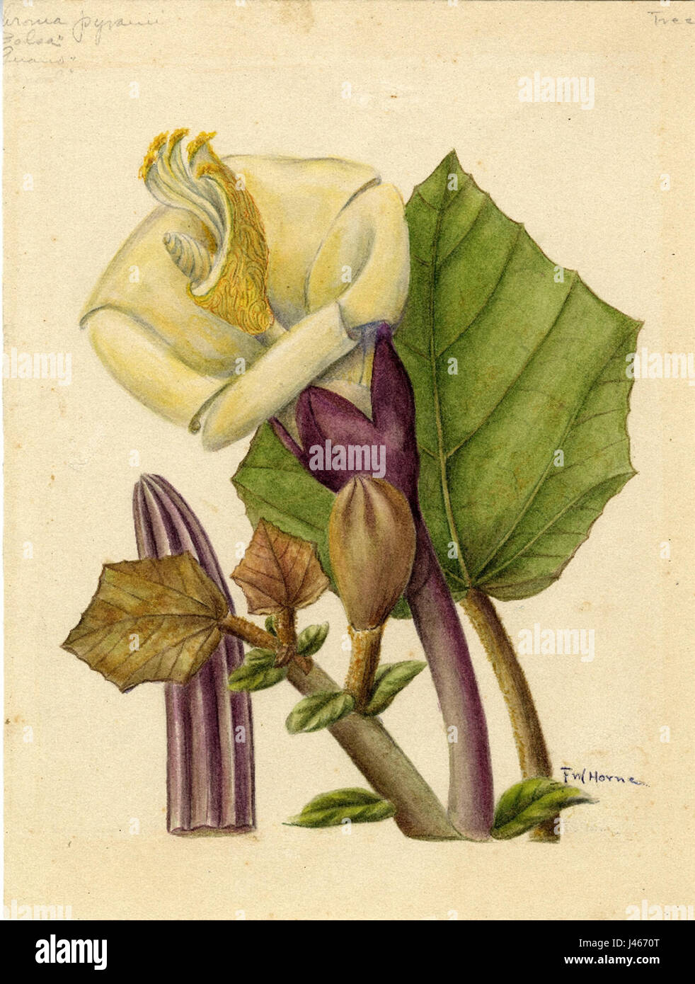 Ochroma pyramidale, also known as the balsa wood tree, is native to ...