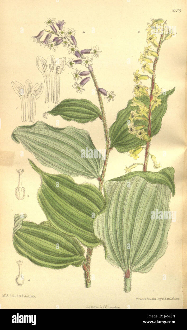 Ochnaceae family hi-res stock photography and images - Alamy
