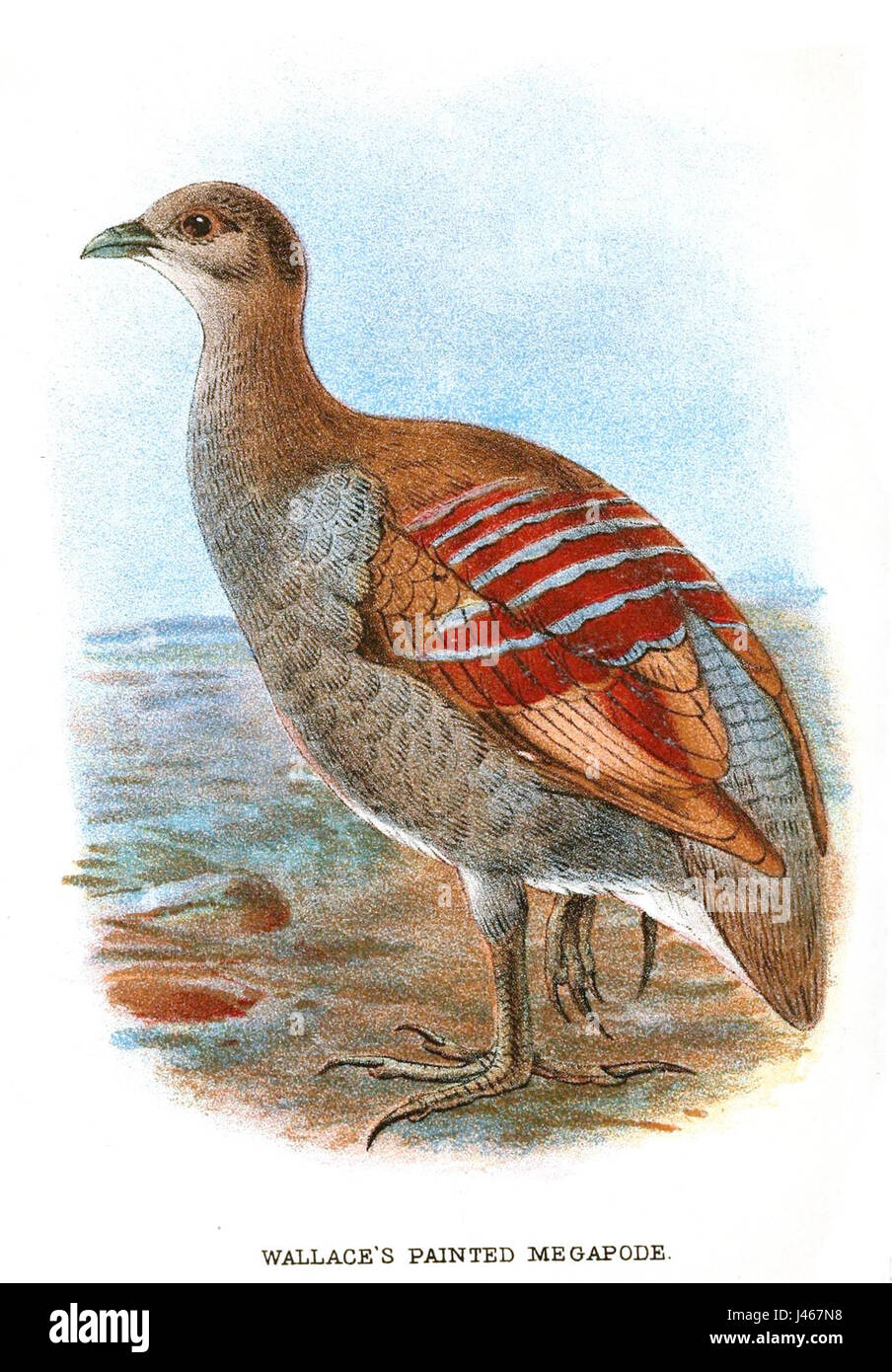 The Painted Megapode is a species of bird native to Southeast Asia ...