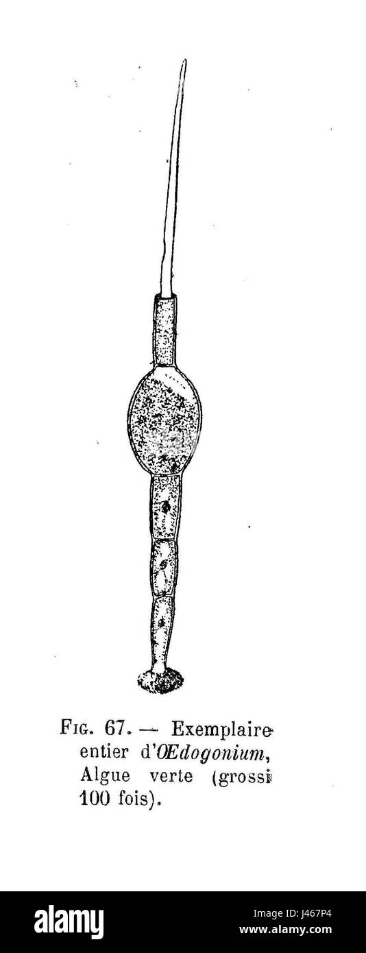 Oedogonium Diagram
