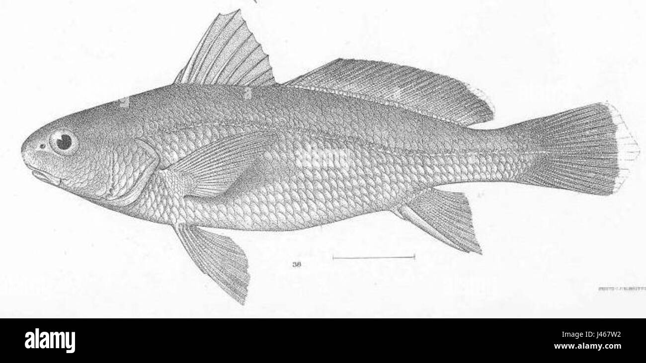 Similus hi-res stock photography and images - Alamy