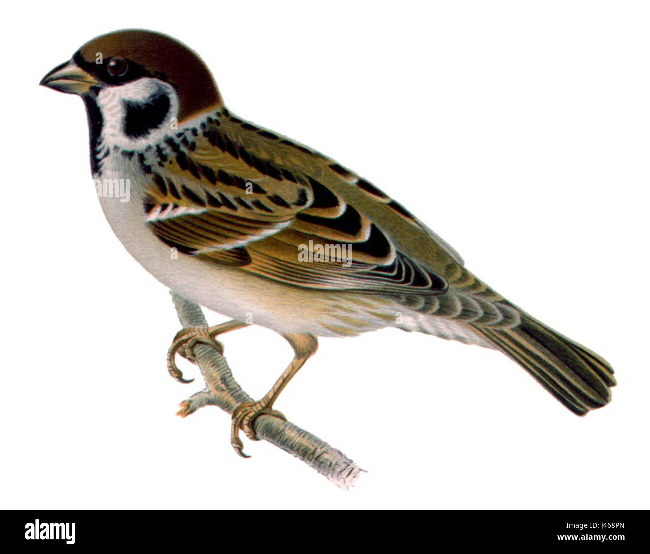 Passer montanus illustration hi-res stock photography and images - Alamy