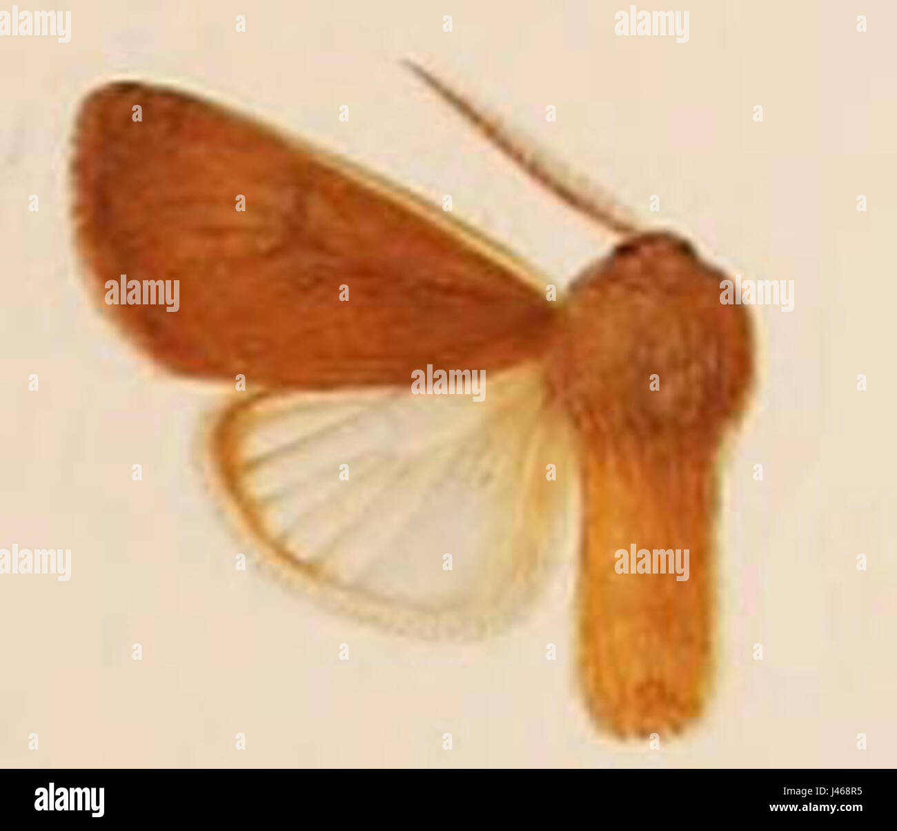 Mating patterns hi-res stock photography and images - Alamy