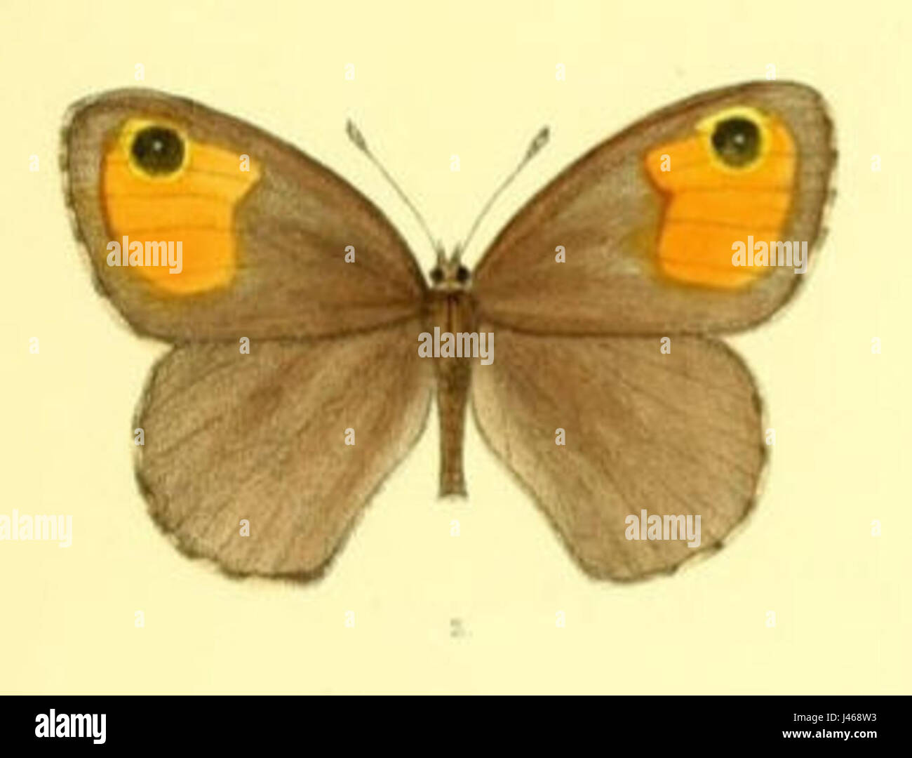 ParalasaMani118 2 refers to a specific identification code for a subject or object, possibly ...