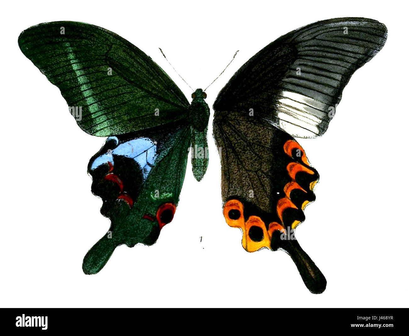 PapilioArcturusM 490 1 Stock Photo - Alamy