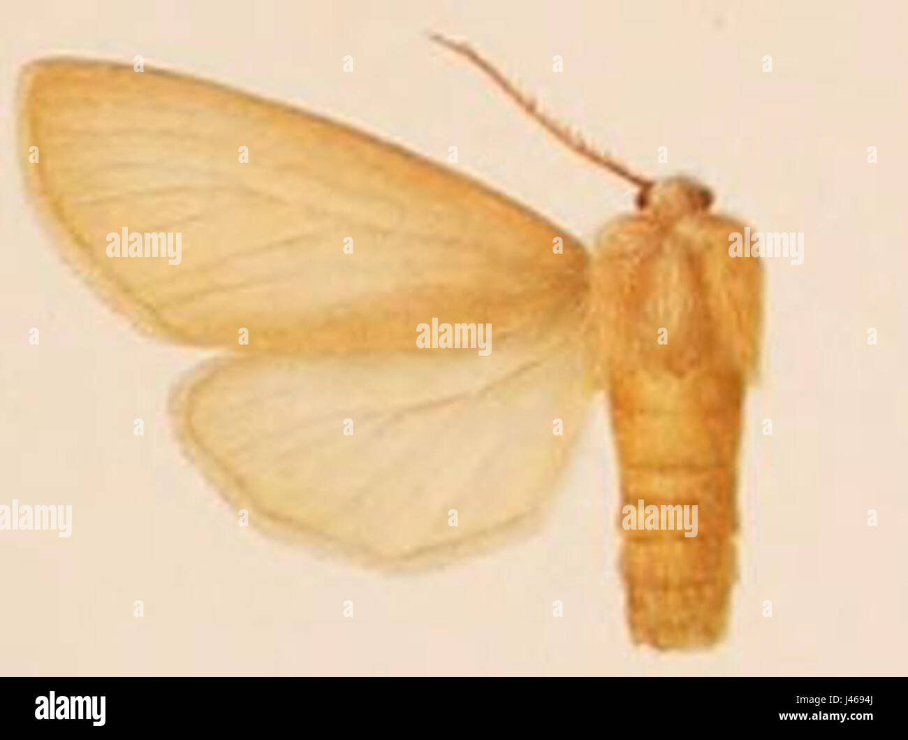 Paracles fosterana female Stock Photo - Alamy