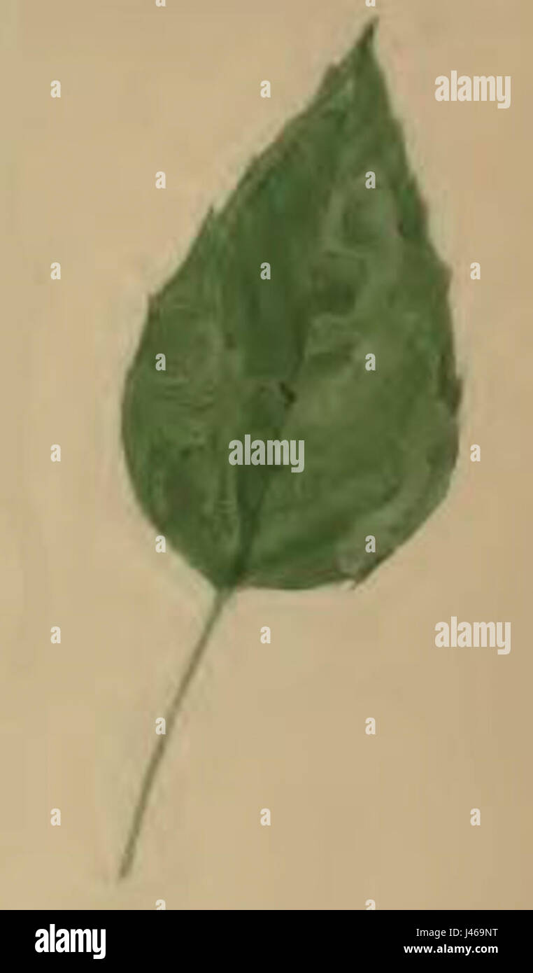 This refers to the larval mining of a leaf from the plant Circaea ...