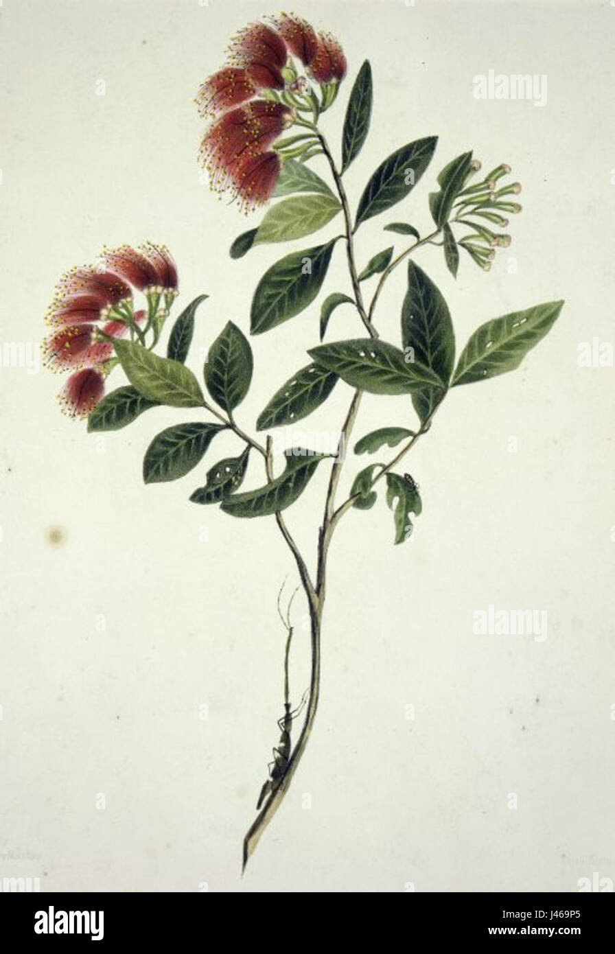 Metrosideros robusta, also known as the New Zealand Christmas tree, is ...