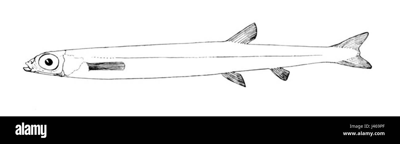 Microstoma microstoma hi-res stock photography and images - Alamy