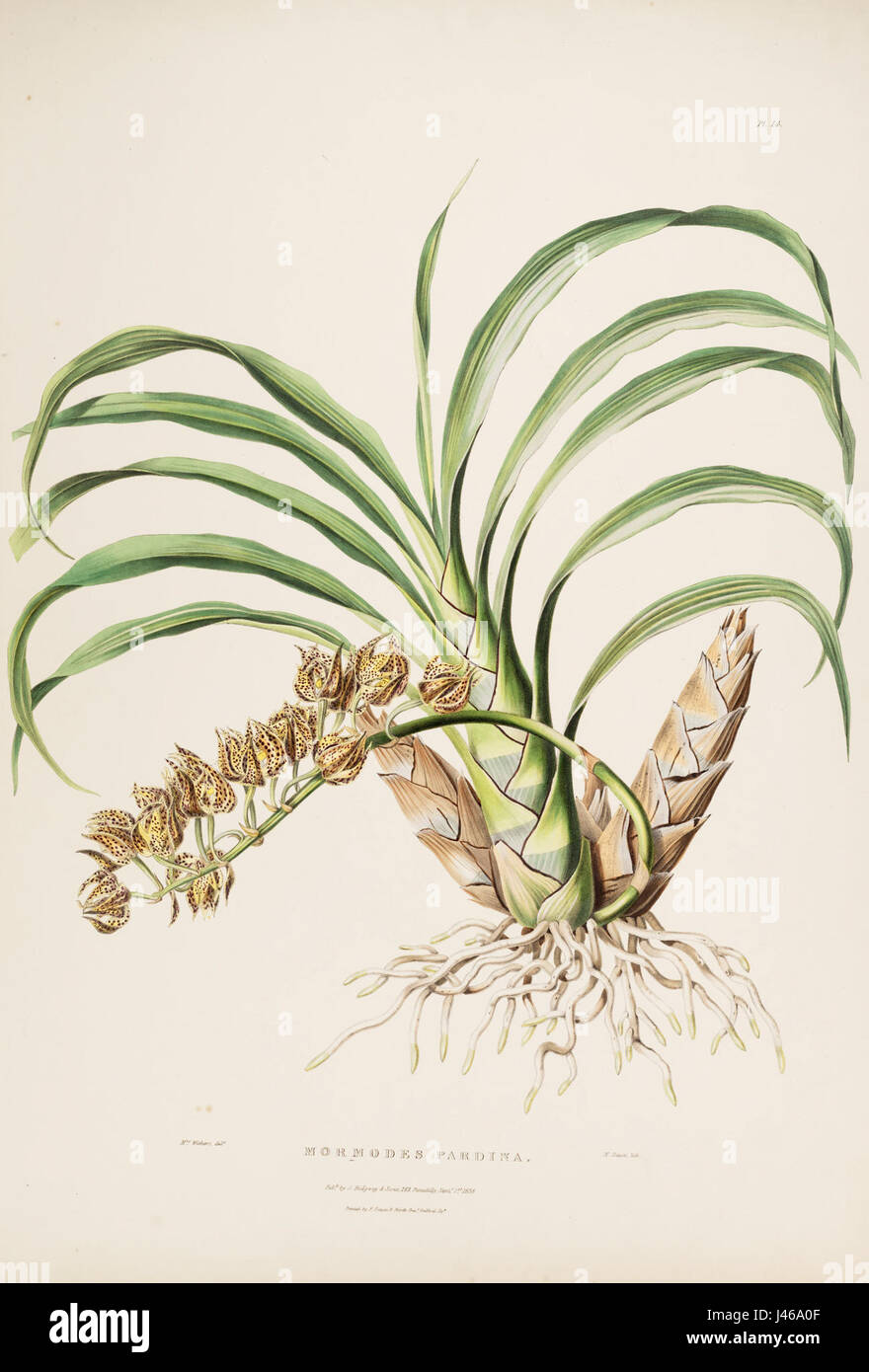 Mormodes maculata hi-res stock photography and images - Alamy