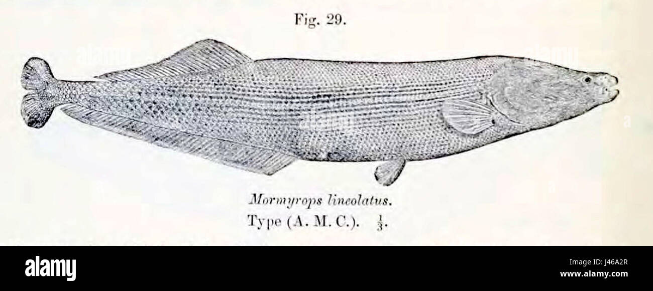 Mormyrops lineolatus hi-res stock photography and images - Alamy