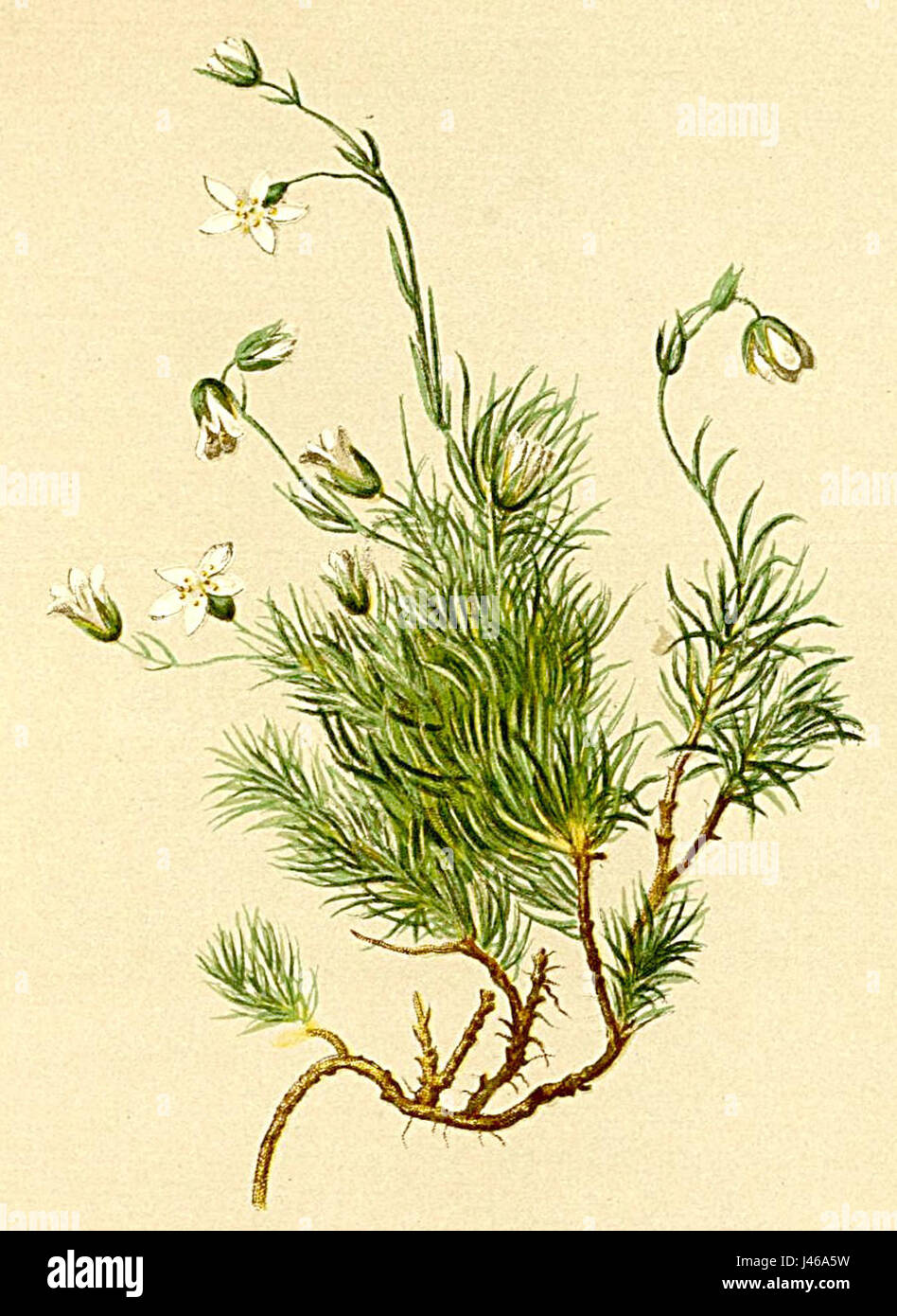 Minuartia recurva, a plant species from the Atlas Alpenflora, is a part ...