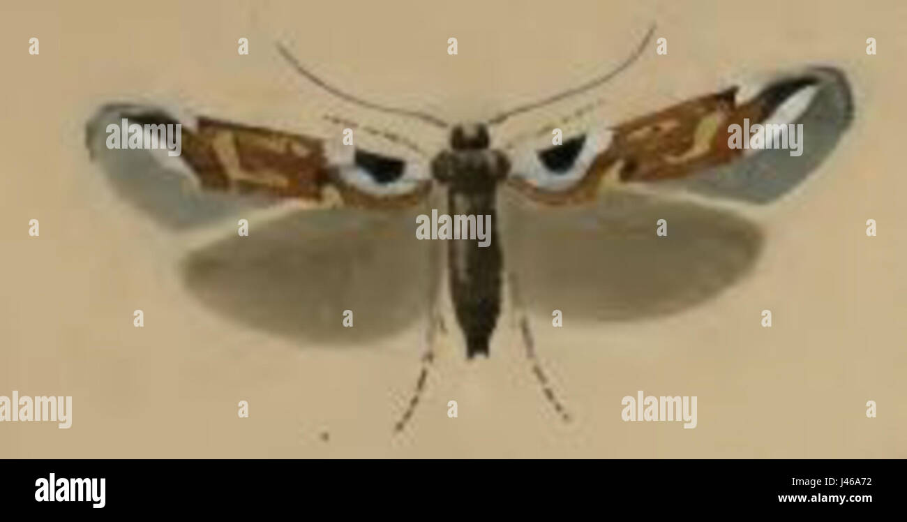 Mompha terminella is a species of moth in the family Momphidae, native ...