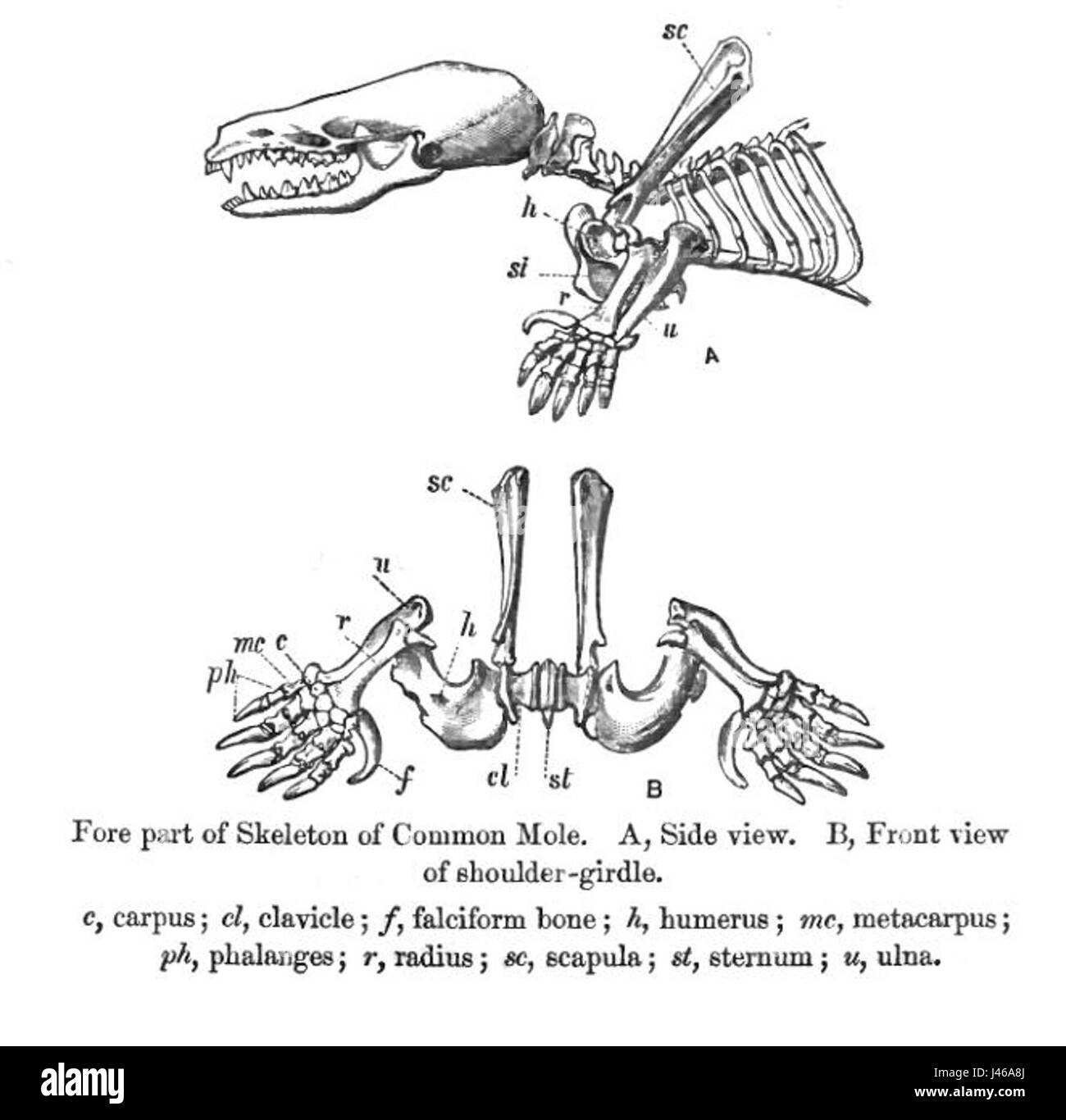 Comparative anatomical study animal Cut Out Stock Images & Pictures - Alamy