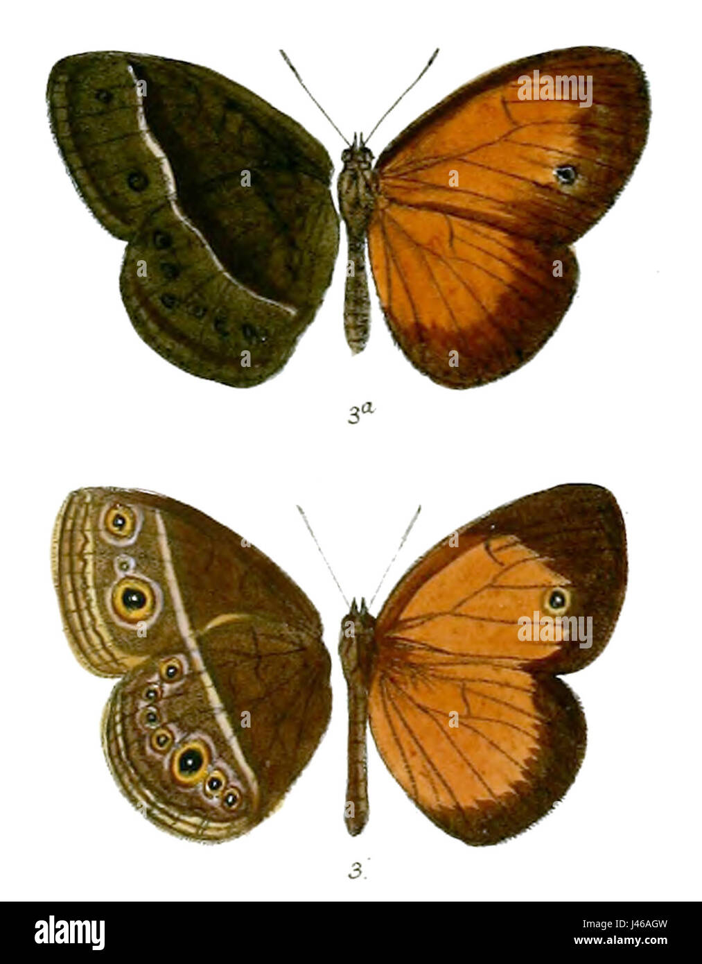 Mycalesis oroatis surkha 73 3 Stock Photo - Alamy