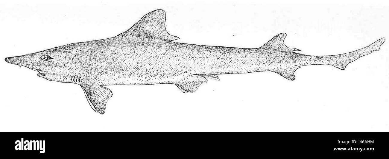 Mustelus Canis High Resolution Stock Photography and Images - Alamy