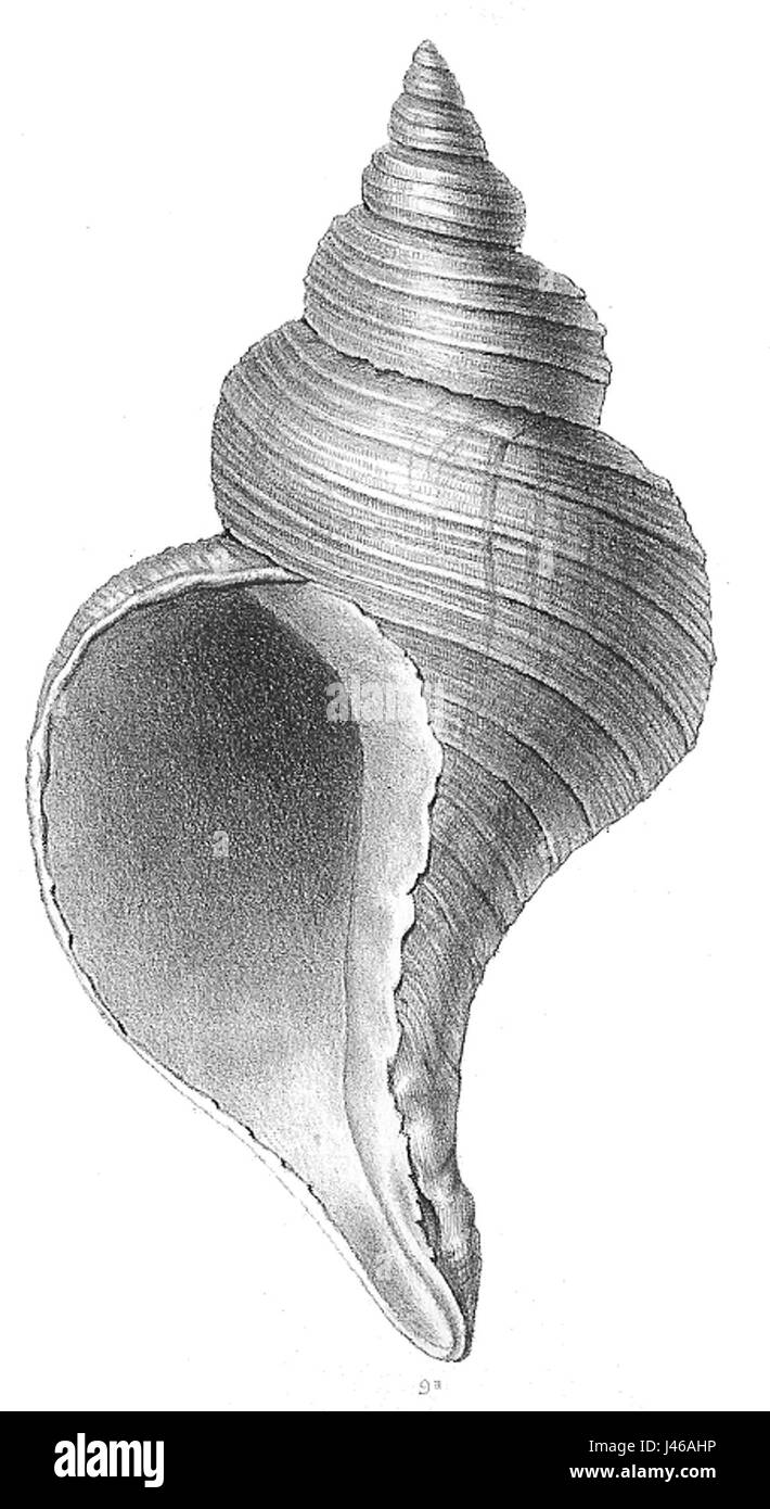 Neptunea angulata is a species of sea snail in the family Buccinidae ...