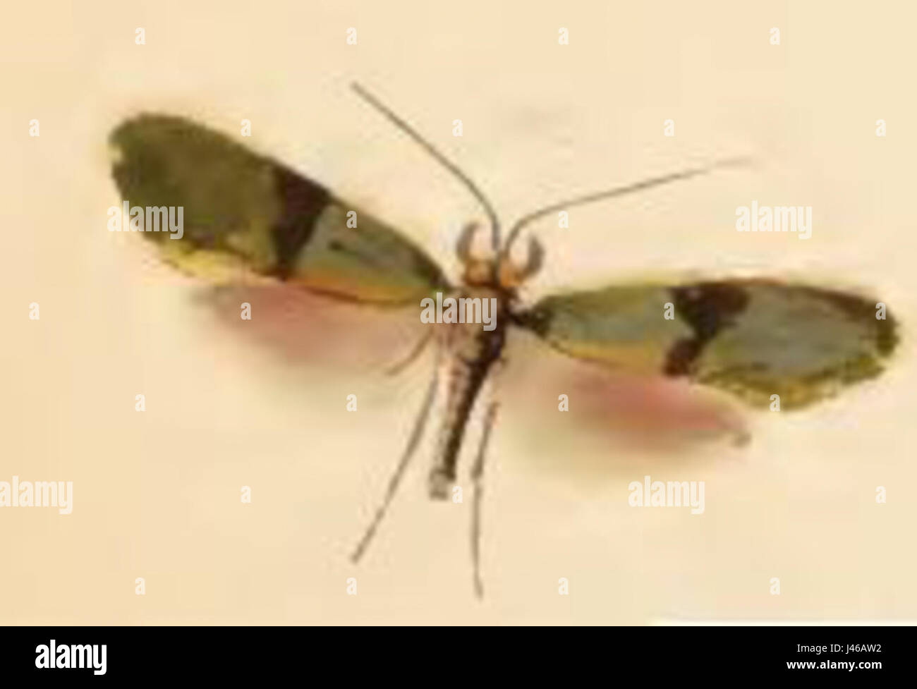 Nemophora minimella hi-res stock photography and images - Alamy