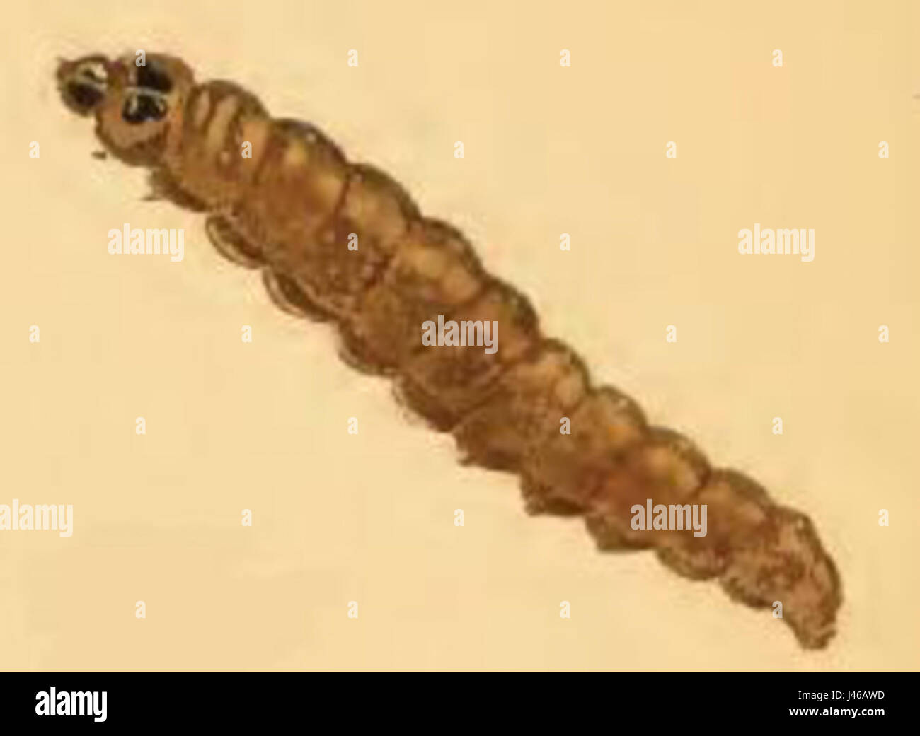 This image depicts the larva of *Mompha propinquella*, a species of ...