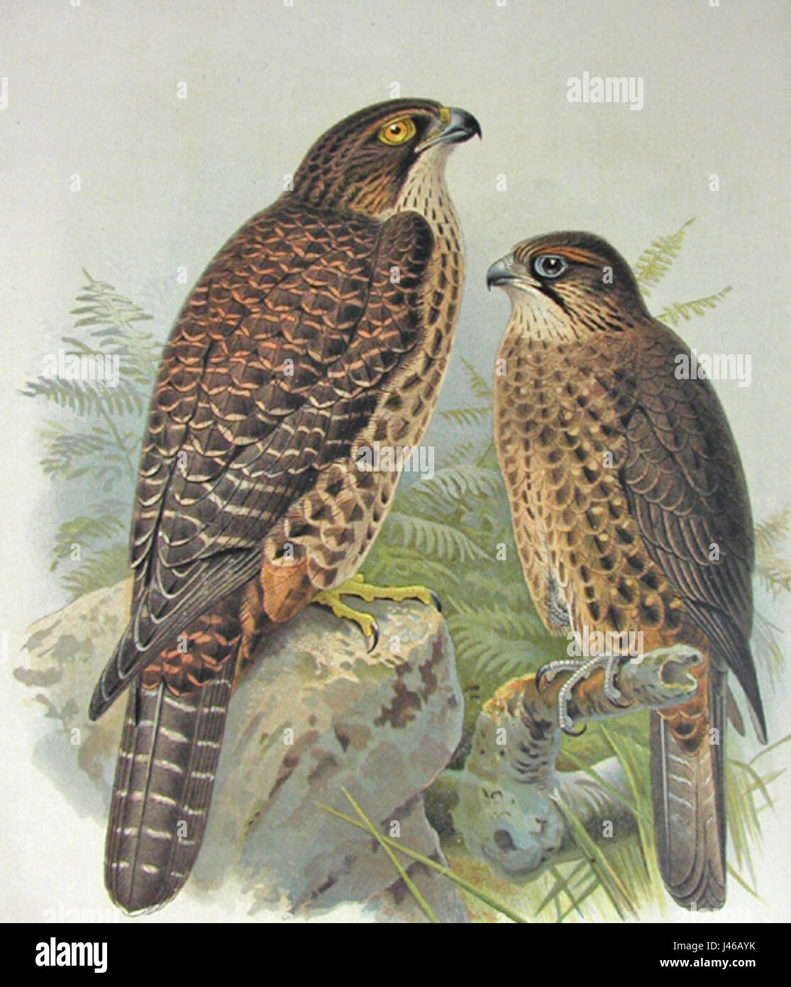 The New Zealand Falcon, depicted in the work of Buller, showcases the ...