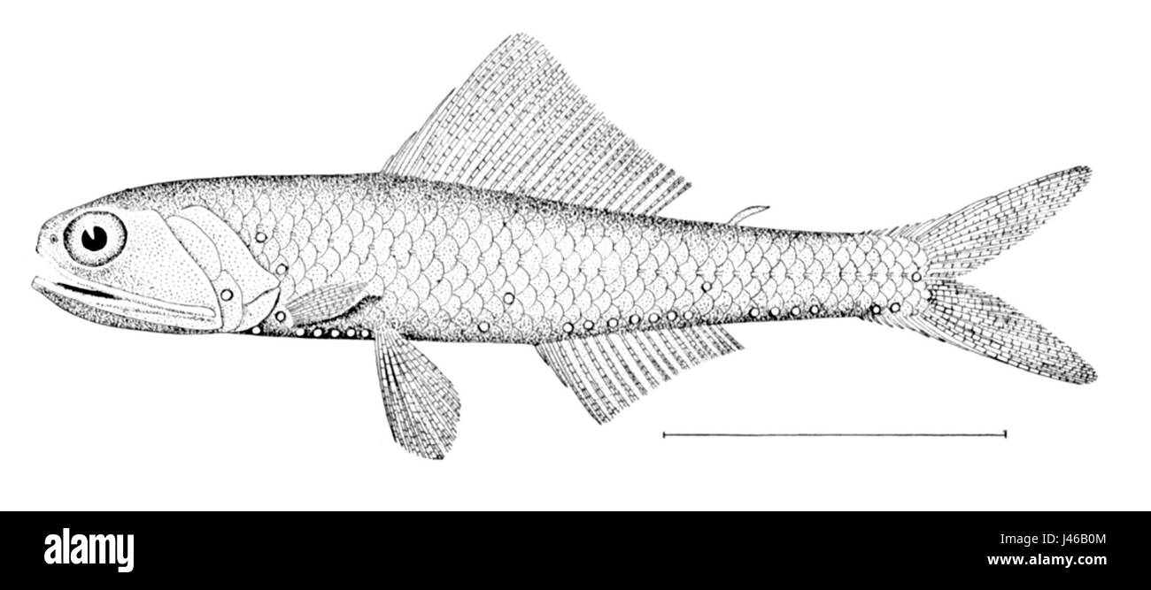 Lanternfish bioluminescence hi-res stock photography and images - Alamy