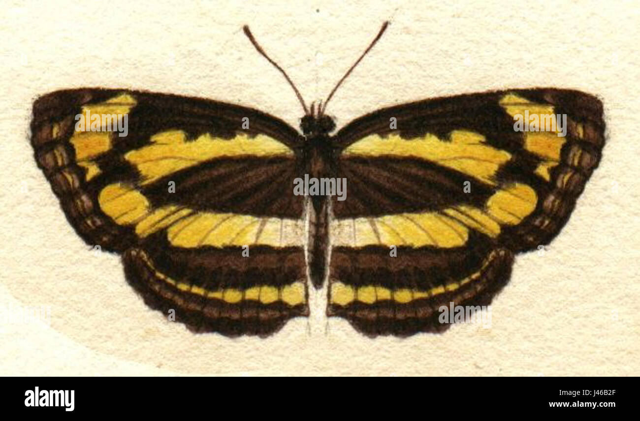 Neptis hi-res stock photography and images - Alamy