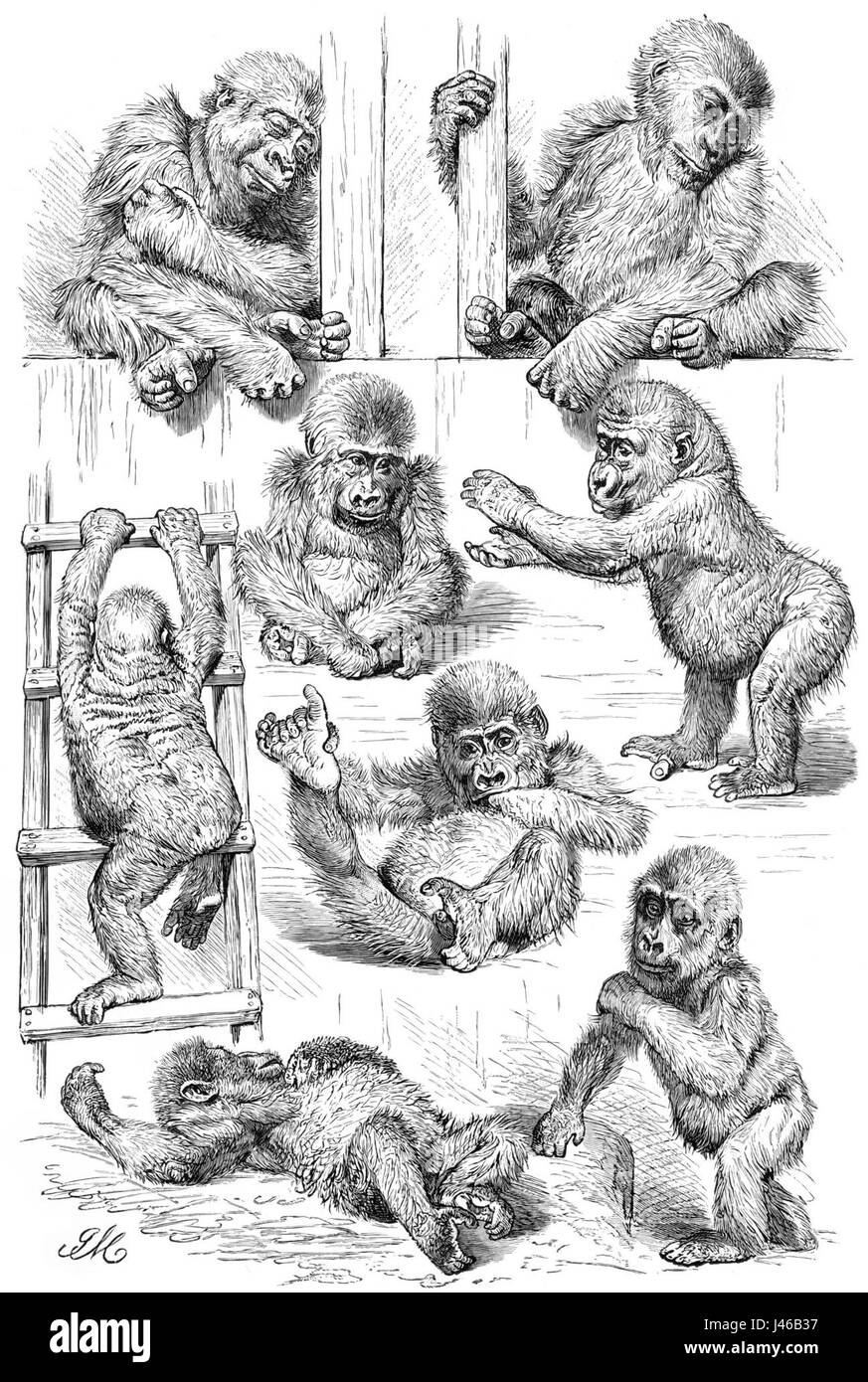 Mpungu hi-res stock photography and images - Alamy