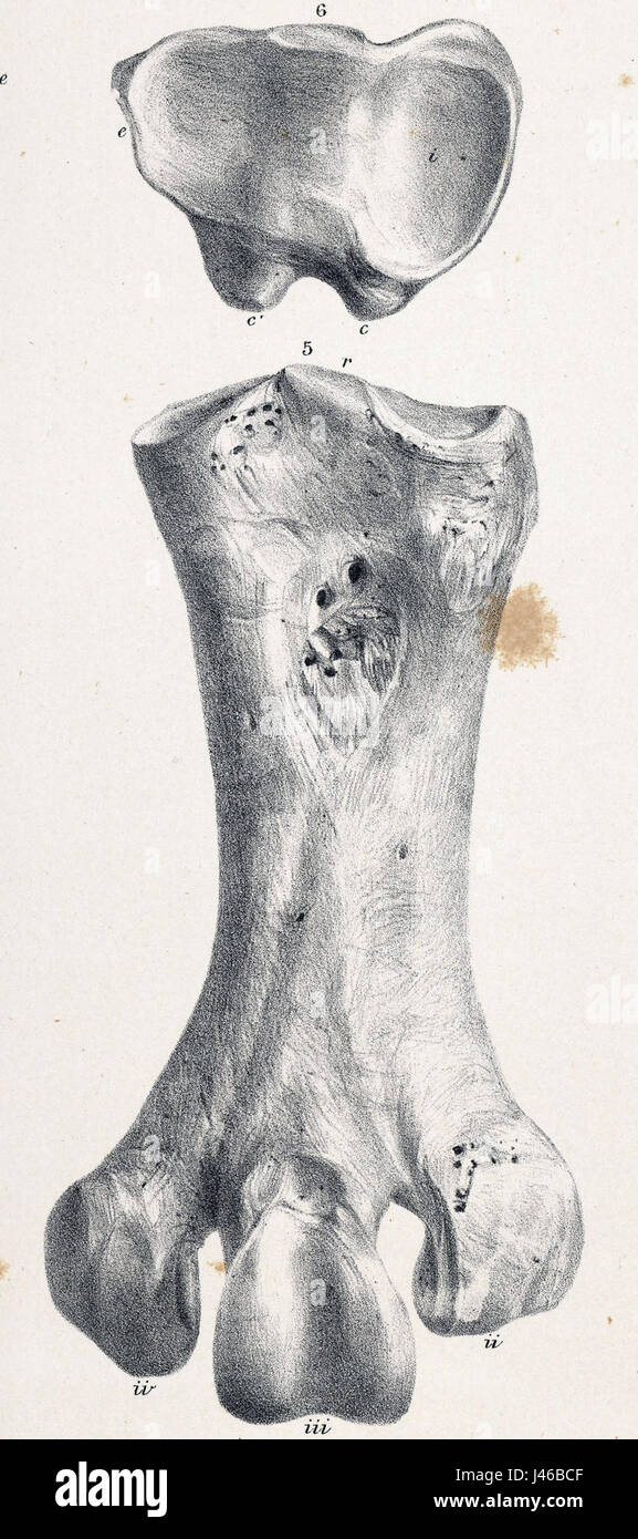 Pachyornis geranoides, commonly known as the giant moa, is an extinct ...