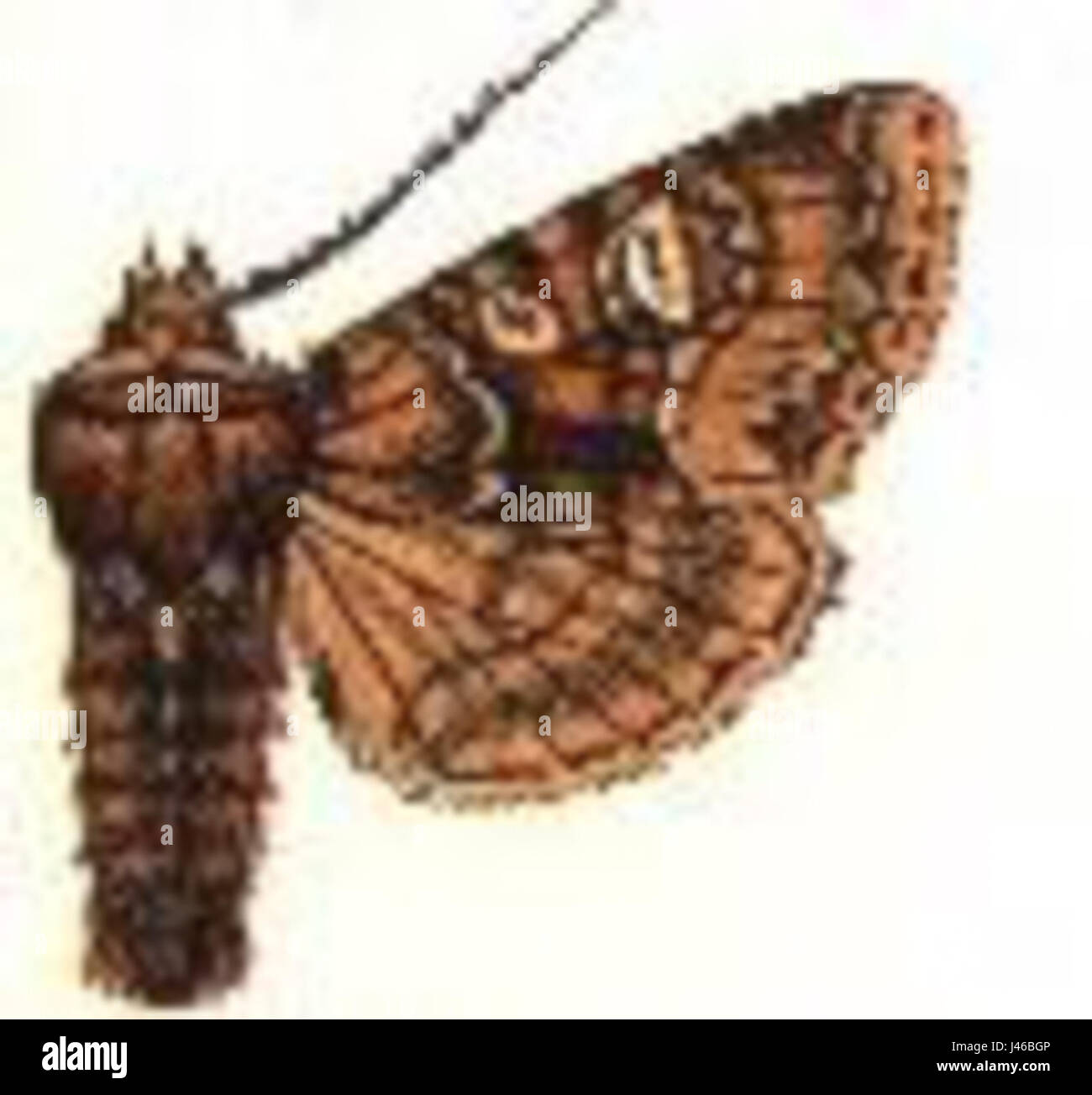 Oligia hi-res stock photography and images - Alamy