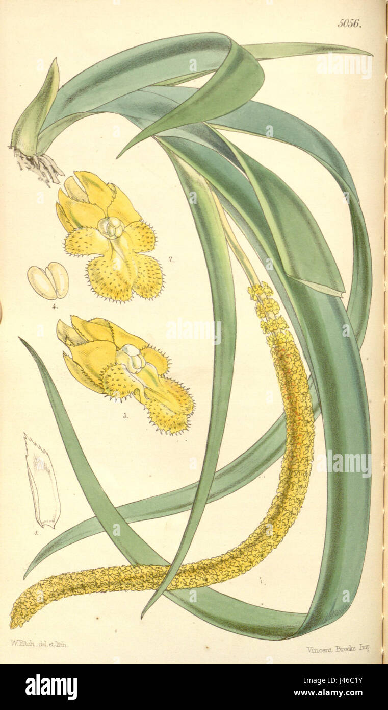 Oberonia acaulis, illustrated in Curtis' Botanical Magazine (1858), is ...