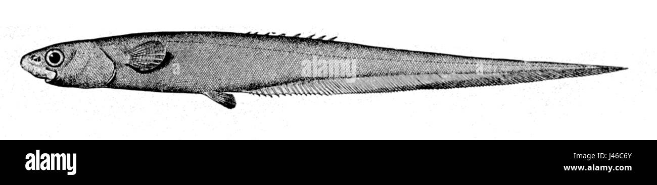 Notacanthus sexspinis is a species of deep-sea fish known for its spiny ...