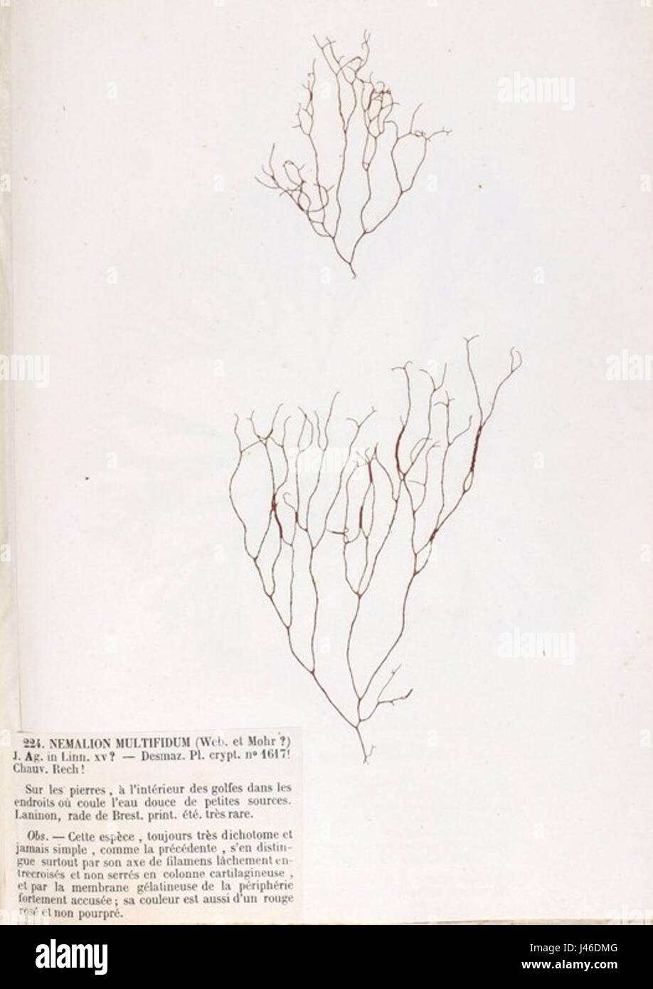 Nemalion multifidum is a marine species of red algae, belonging to the ...
