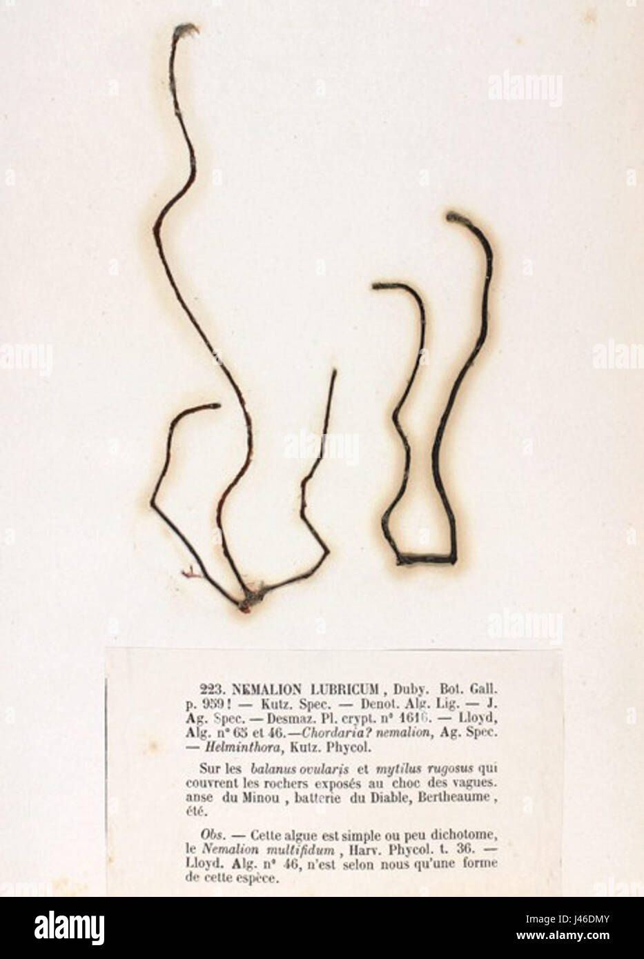 Nemalion hi-res stock photography and images - Alamy