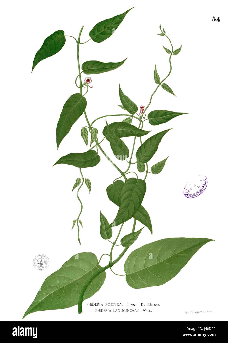 Paederia foetida, commonly known as the skunk vine, is a tropical plant ...