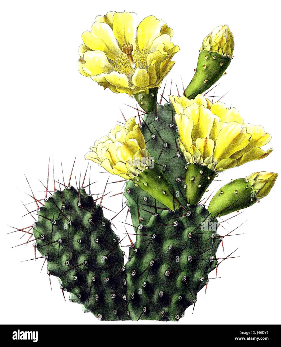 Opuntia sulphurea, also known as a species of cactus, is a member of ...