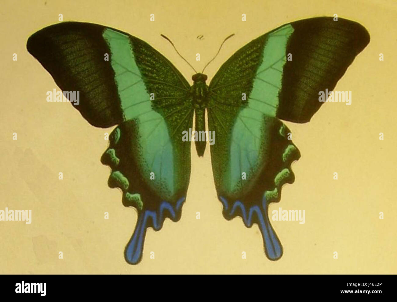 Family papilionaceae hi-res stock photography and images - Alamy