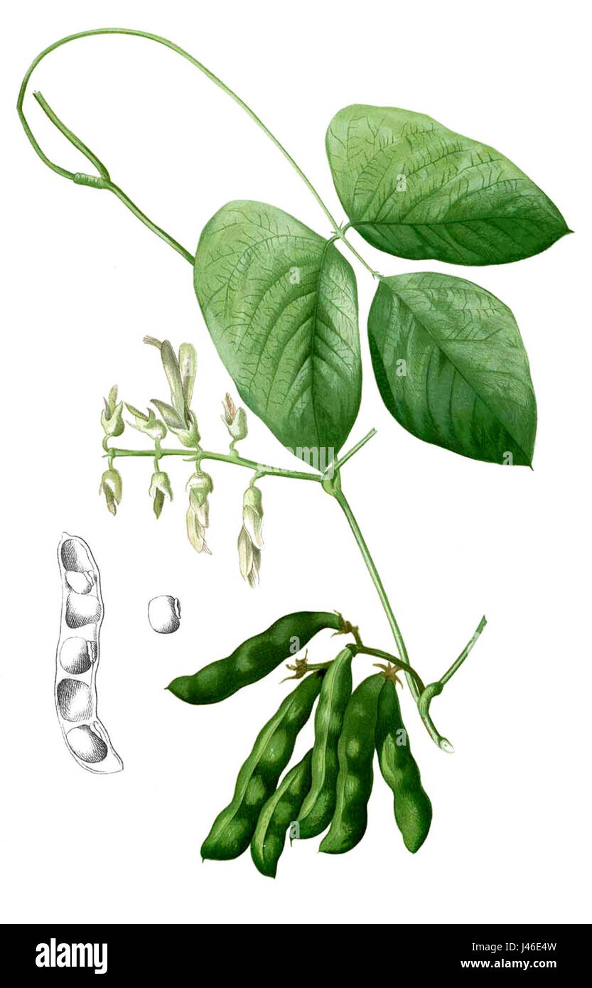 Mucuna pruriens, also known as the velvet bean, is a tropical legume ...
