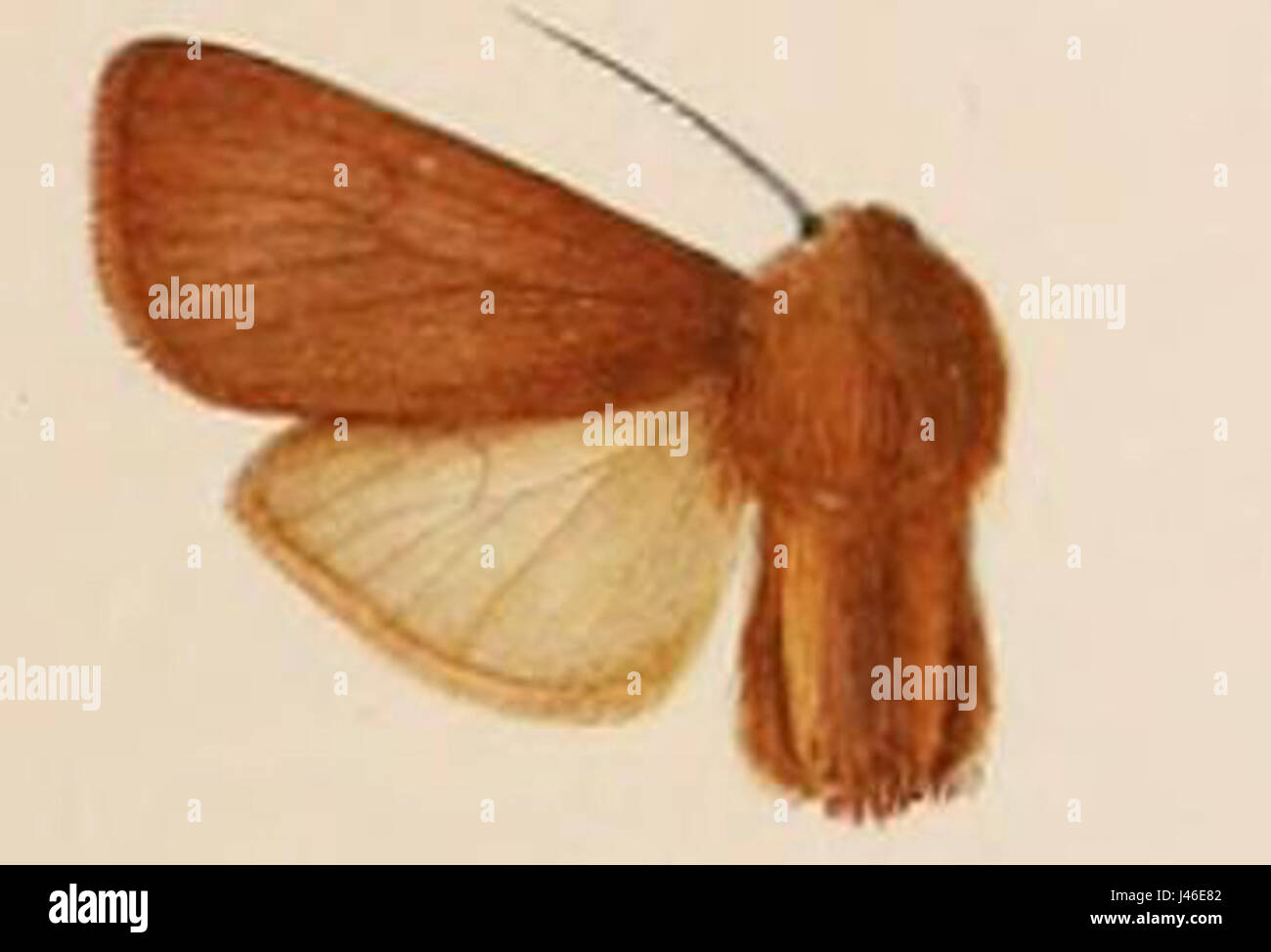 Paracles felderi female Stock Photo - Alamy