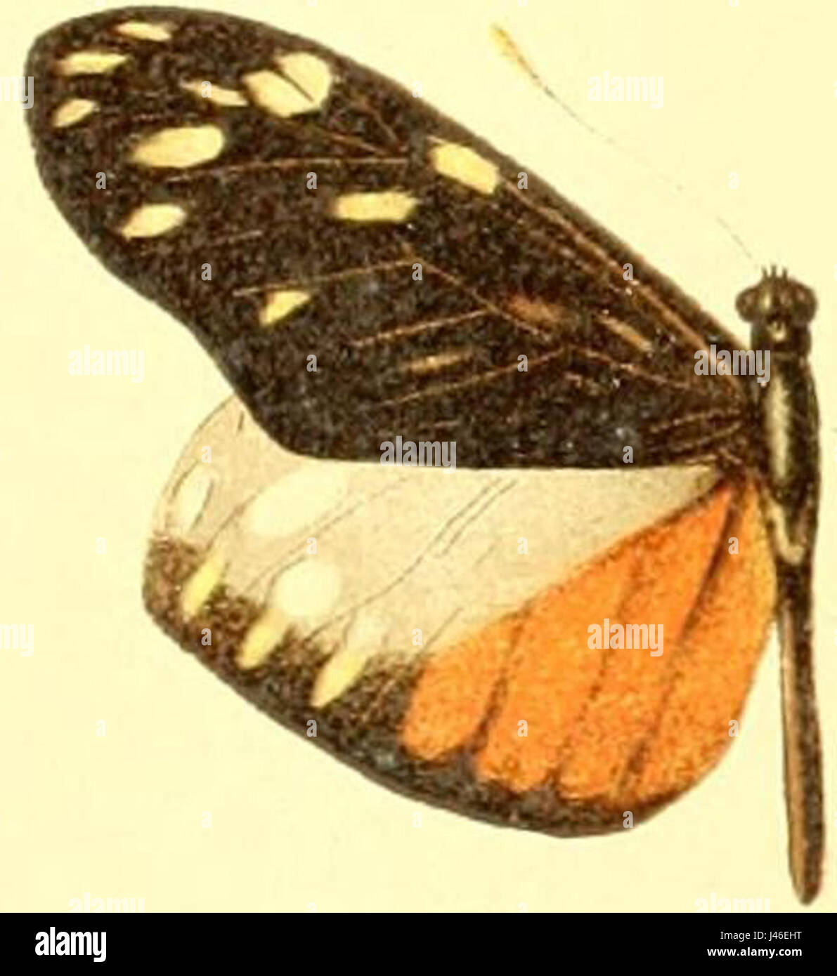 Patia hi-res stock photography and images - Alamy