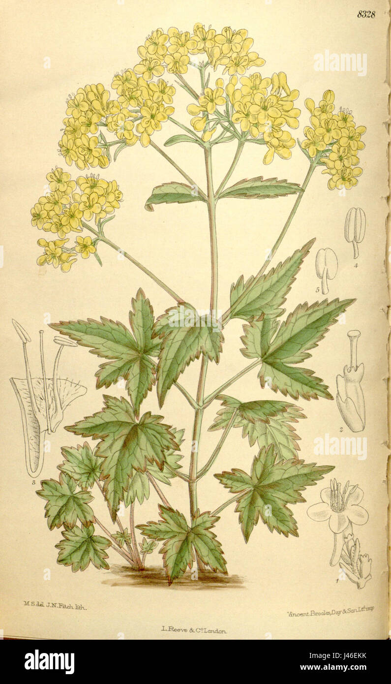 A botanical reference to Patrinia triloba, a species of plant, with ...