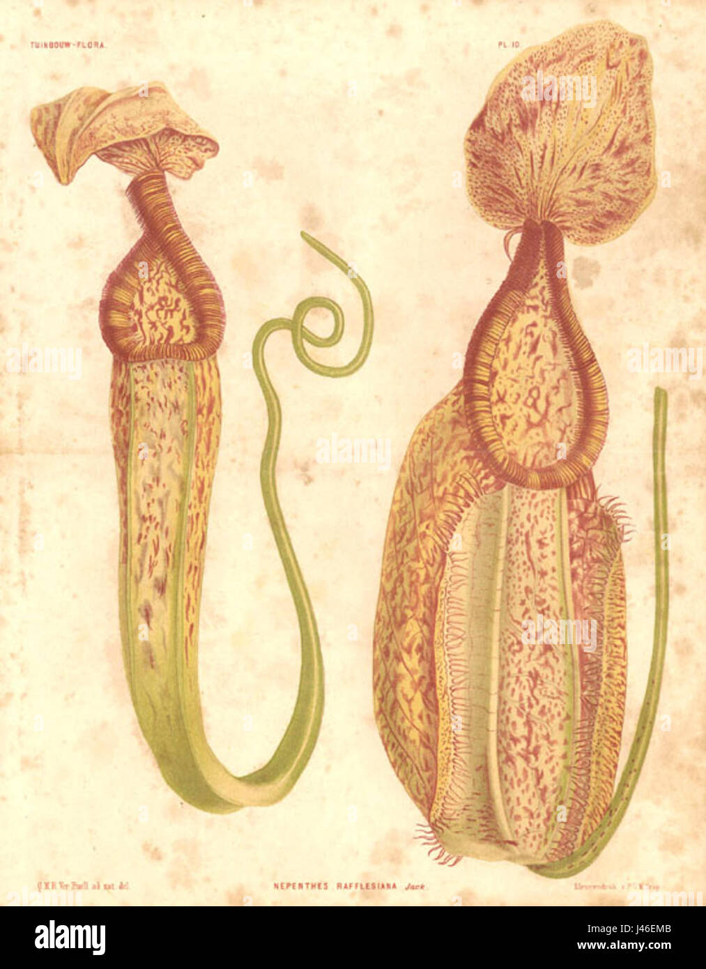 Nepenthes rafflesiana is a species of carnivorous plant native to ...