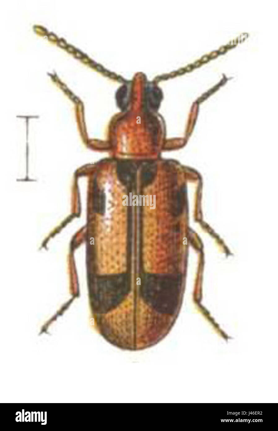 Native european beetle Cut Out Stock Images & Pictures - Alamy