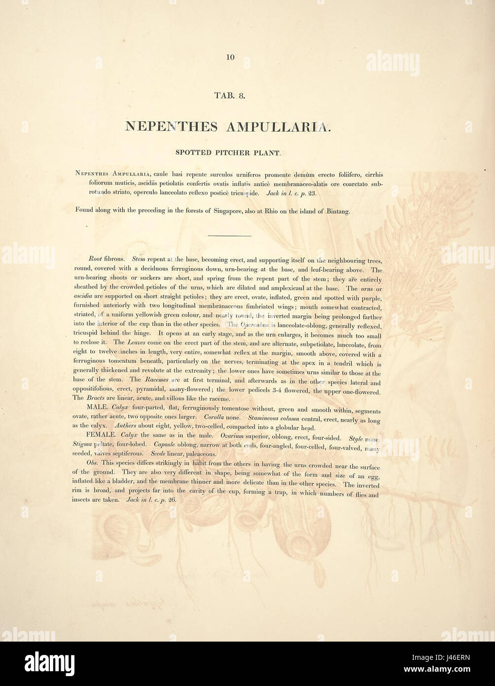 Nepenthes ampullaria, also known as the hollow-leafed pitcher plant, is ...