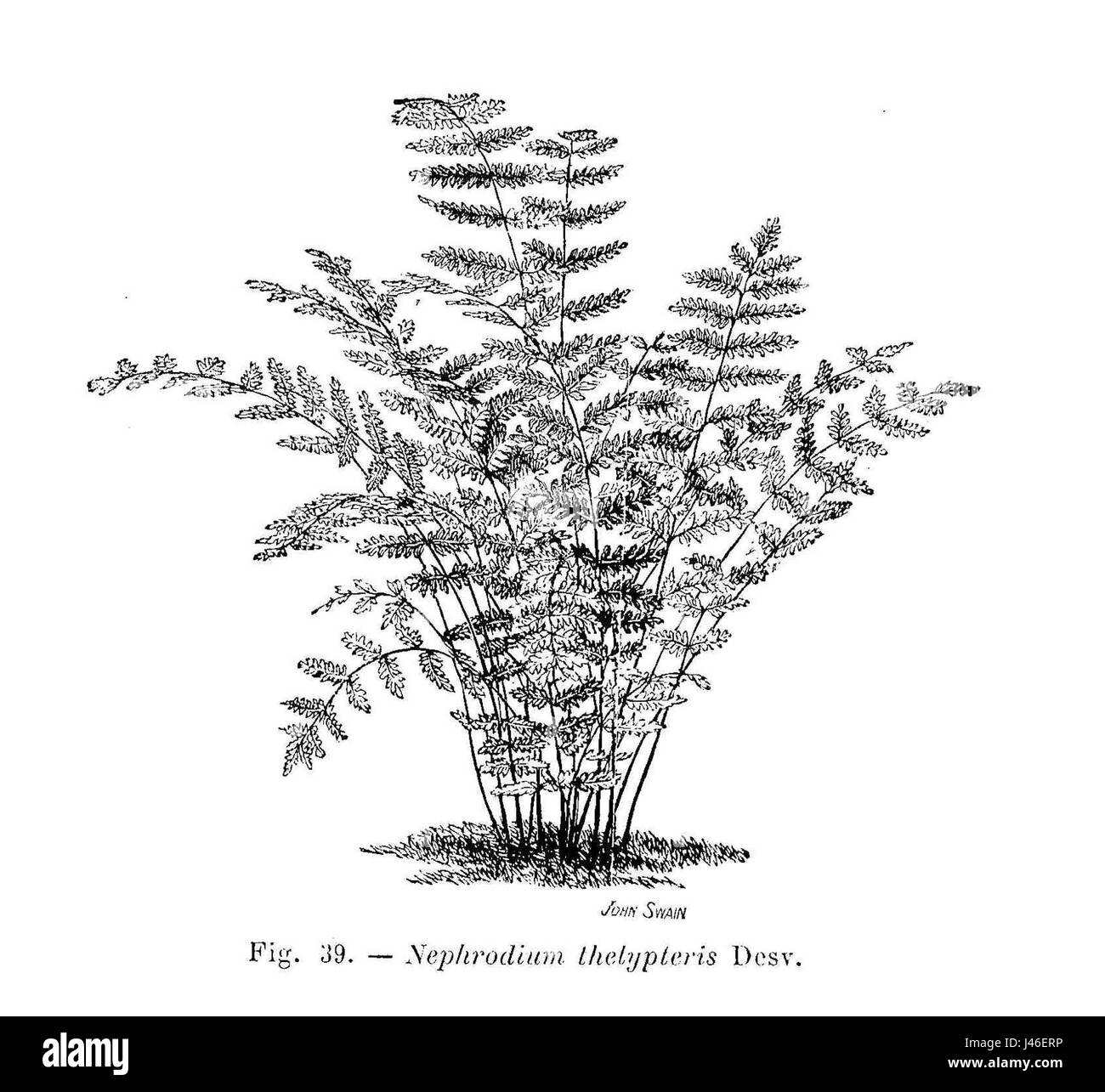 A botanical drawing of Nephrodium thelypteris, commonly known as the ...