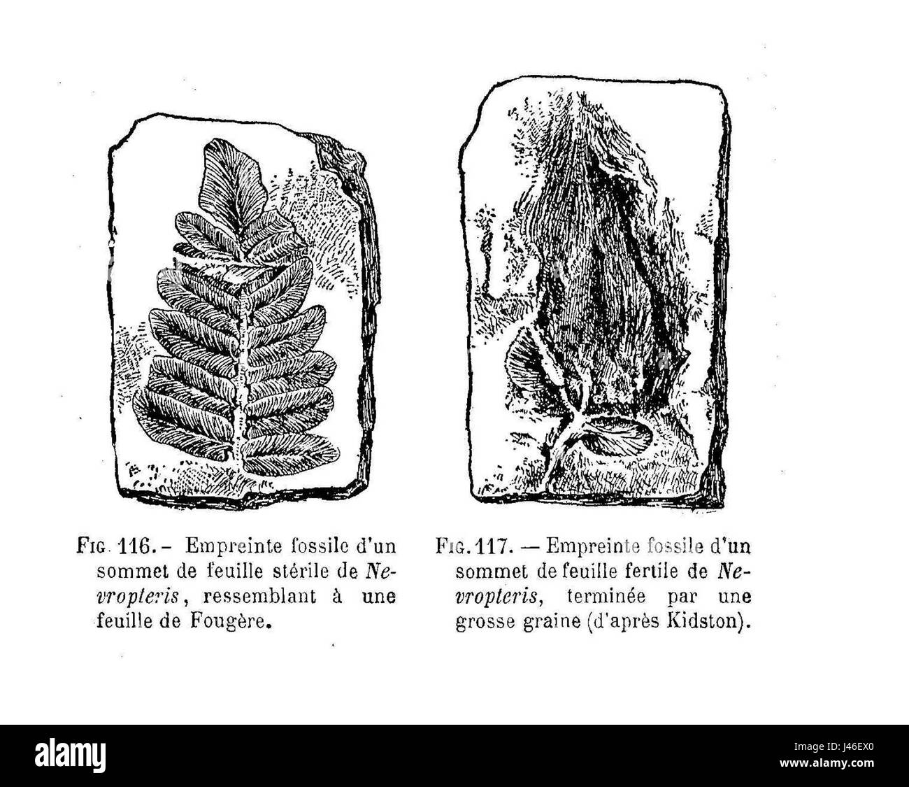 Fossiles hi-res stock photography and images - Alamy